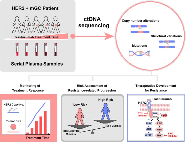 Liquid biopsy: a powerful tool to monitor trastuzumab resistance in HER2-positive metastatic ...