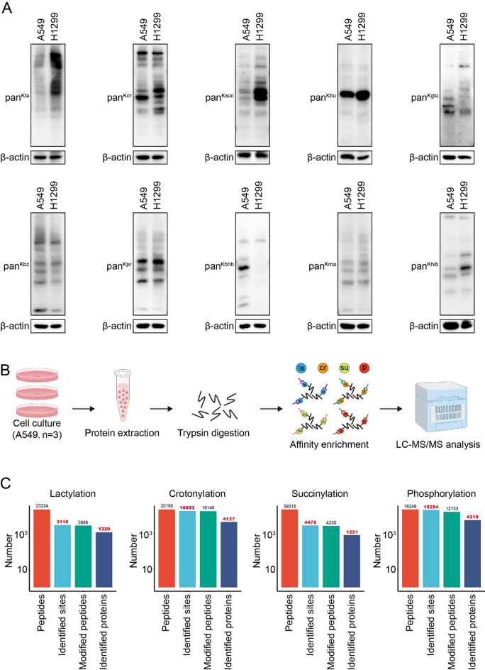 Multiomics profiling reveals the involvement of protein lactylation in nonhomologous end joining ...