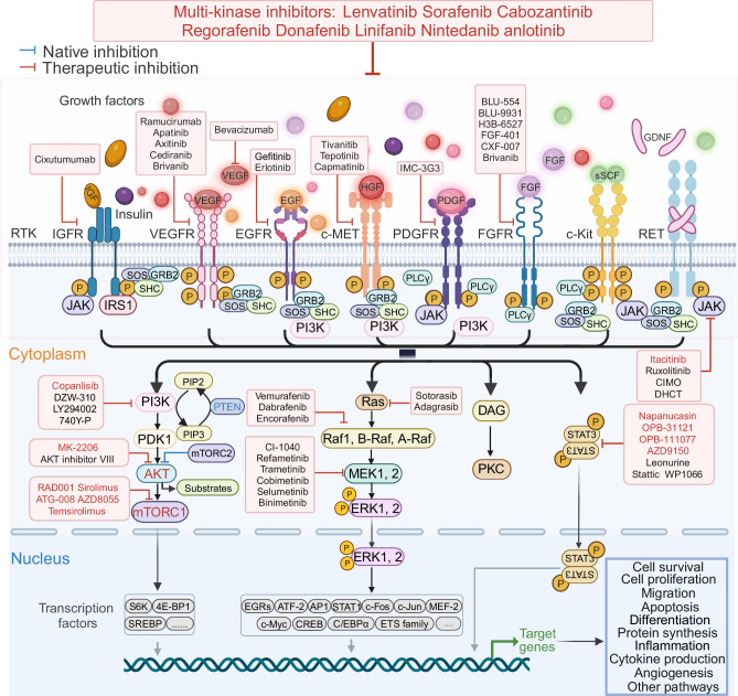 Hepatocellular carcinoma: signaling pathways and therapeutic advances - PMC
