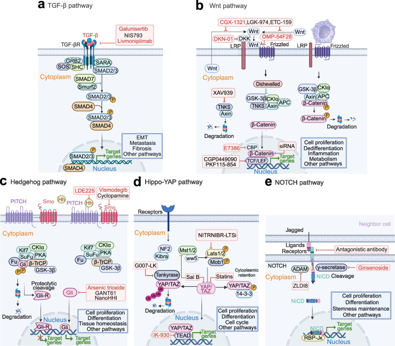Hepatocellular carcinoma: signaling pathways and therapeutic advances - PMC