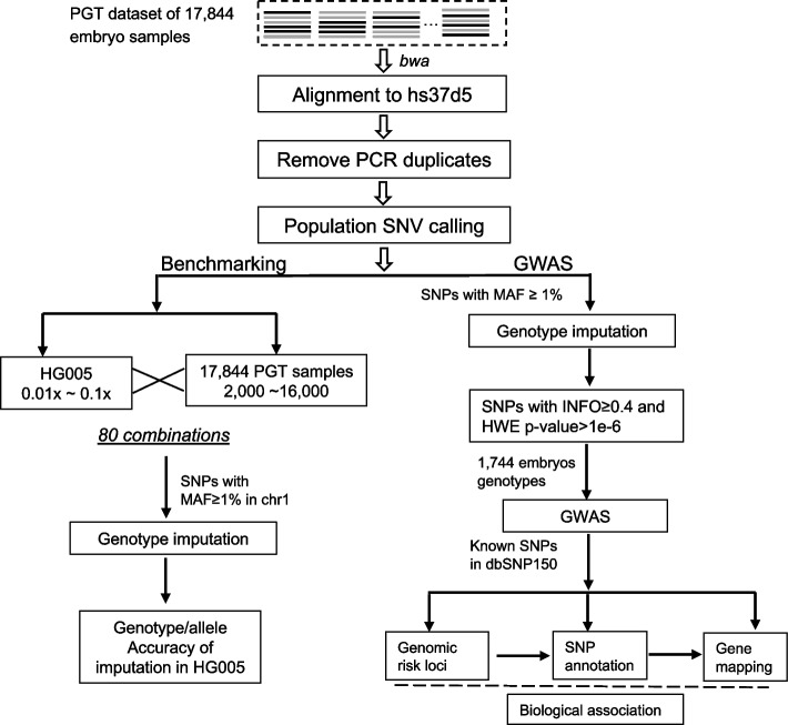Ultra-low-coverage genome-wide association study—insights into ...