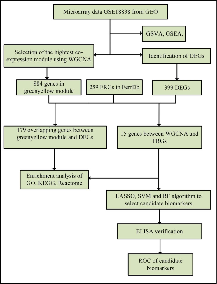 Identification of ferroptosis related biomarkers and immune infiltration in Parkinson’s disease ...