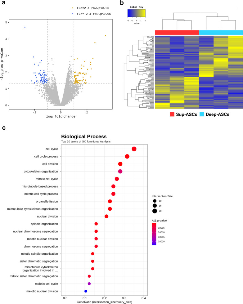 Comparison of therapeutic effects of mesenchymal stem cells derived from superficial and deep ...