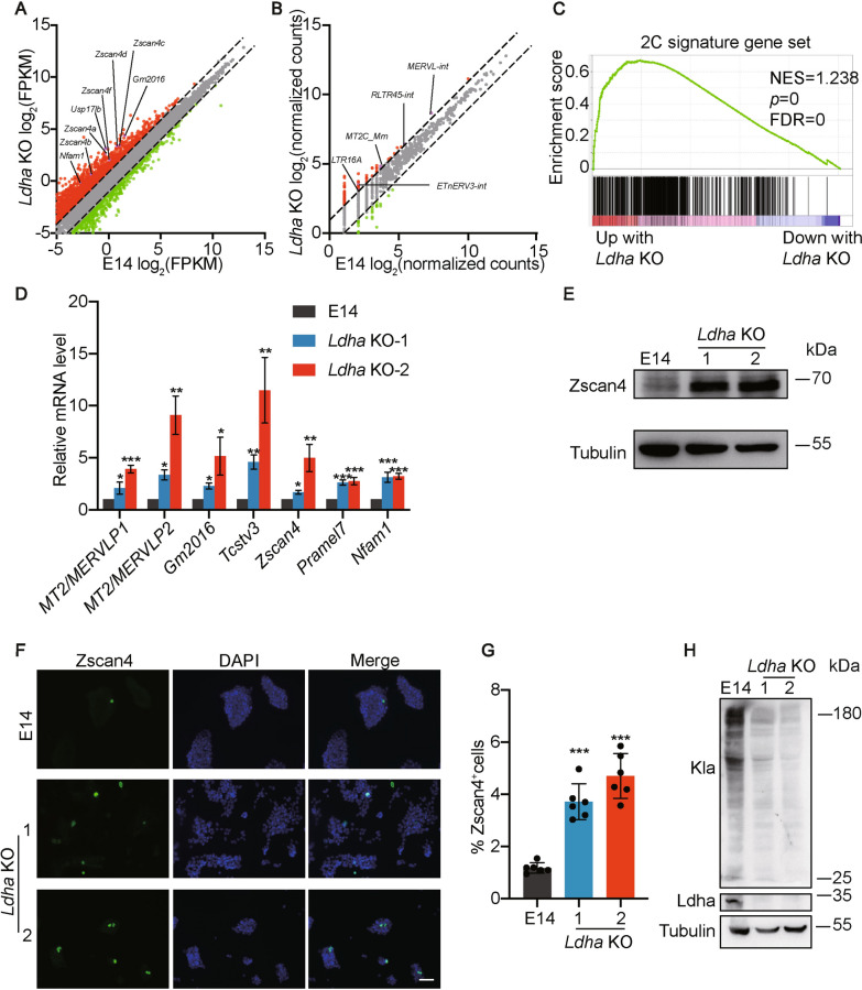 Lactylation of Hdac1 regulated by Ldh prevents the pluripotent-to-2C ...