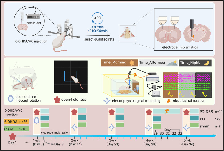 A longitudinal electrophysiological and behavior dataset for PD rat in response to deep brain ...