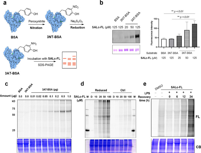 Protein Tyrosine Amination: Detection, Imaging, and Chemoproteomic Profiling with Synthetic ...
