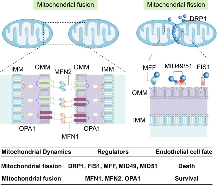 Novel insights into the involvement of mitochondrial fission/fusion in heart failure: From ...