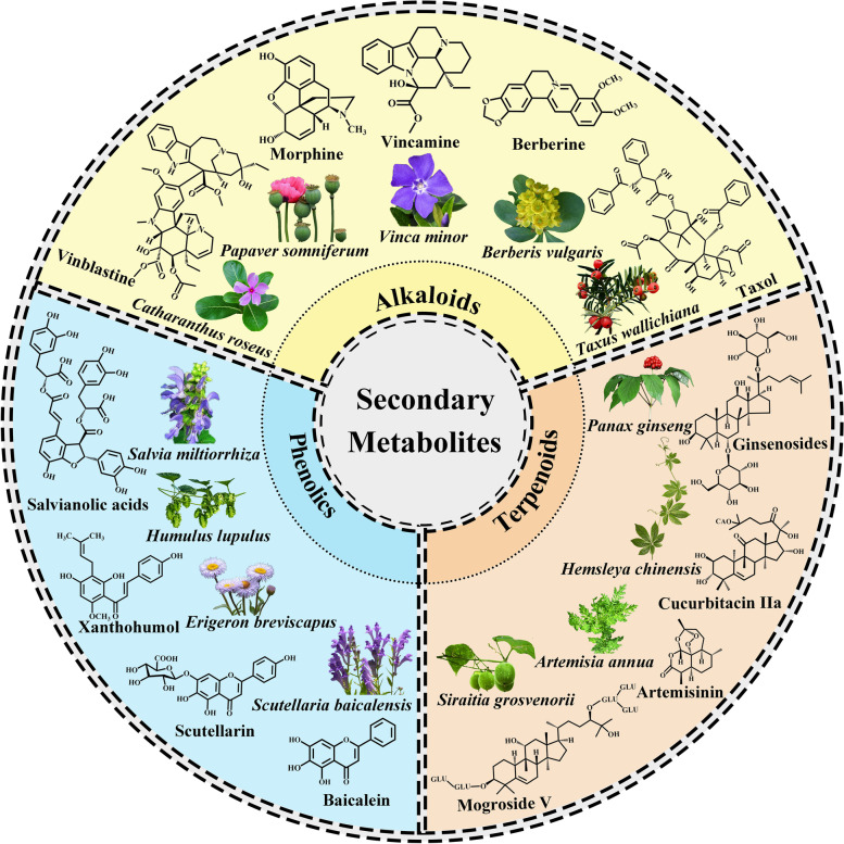 Multilayered regulation of secondary metabolism in medicinal plants - PMC