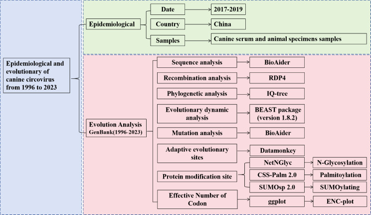 Epidemiological and evolutionary analysis of canine circovirus from 1996 to 2023 - PMC