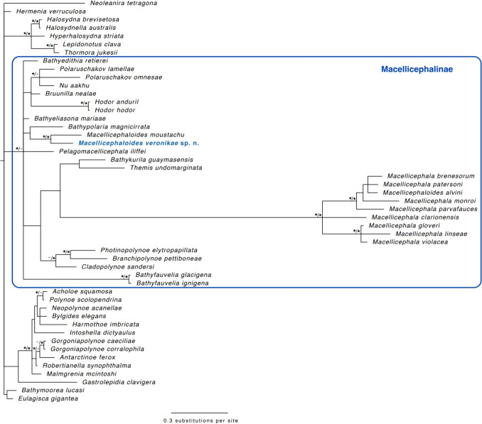 Description of new species Macellicephaloides veronikae sp. n ...
