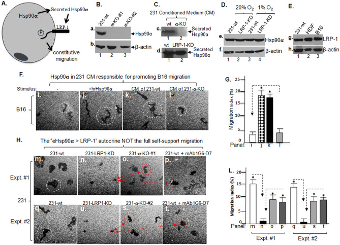 LRP-1 receptor combines EGFR signalling and eHsp90α autocrine to support constitutive breast ...
