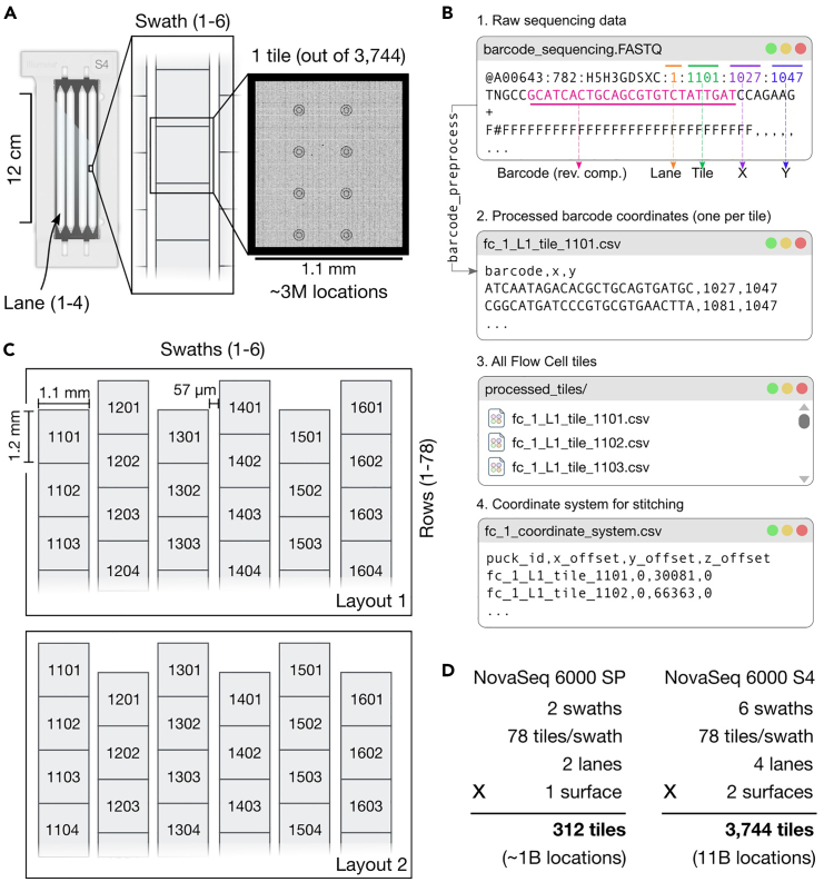 Protocol for high-resolution 3D spatial transcriptomics using Open-ST - PMC