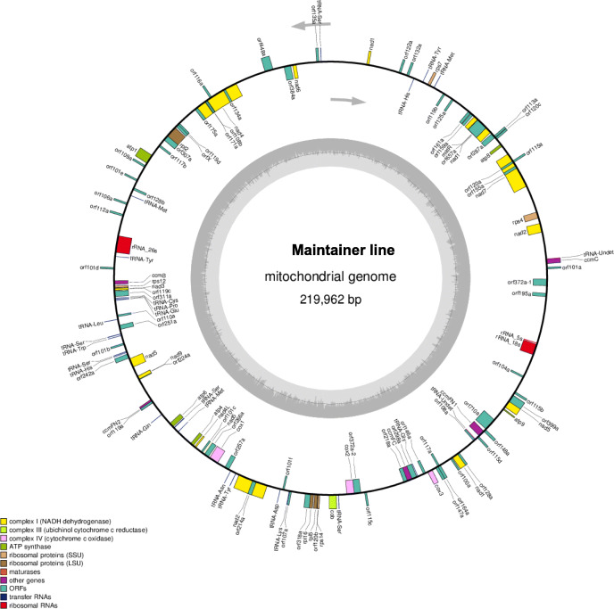 Comparative analysis of the complete mitochondrial genome sequences and anther development ...