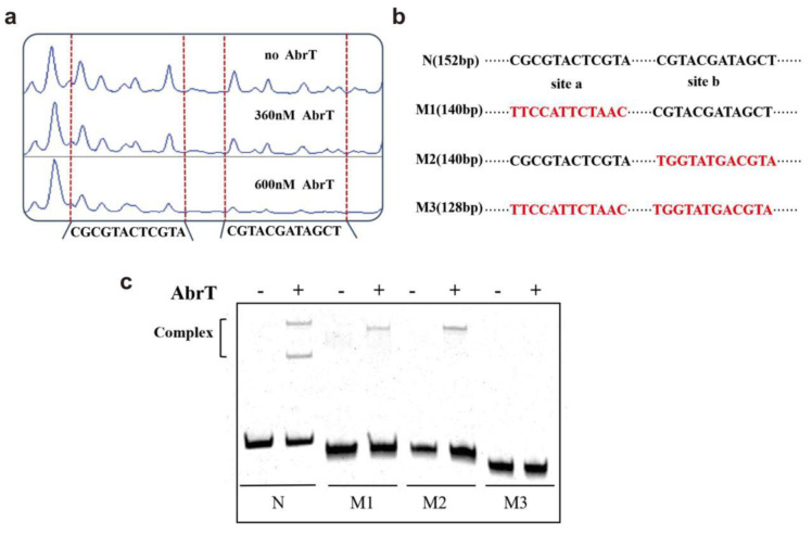 TetR family regulator AbrT controls lincomycin production and morphological development in ...