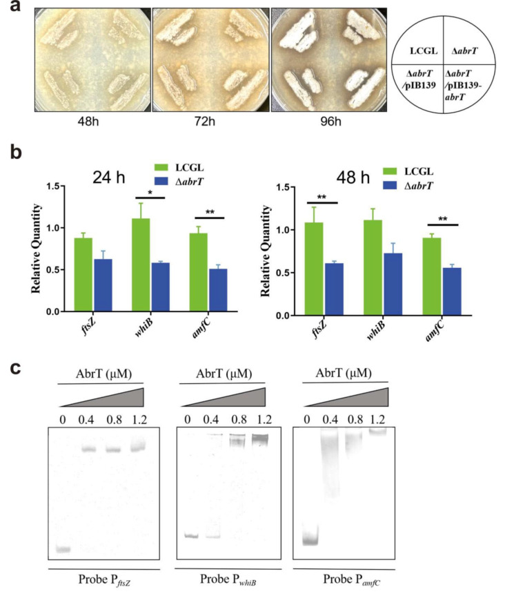 TetR family regulator AbrT controls lincomycin production and morphological development in ...