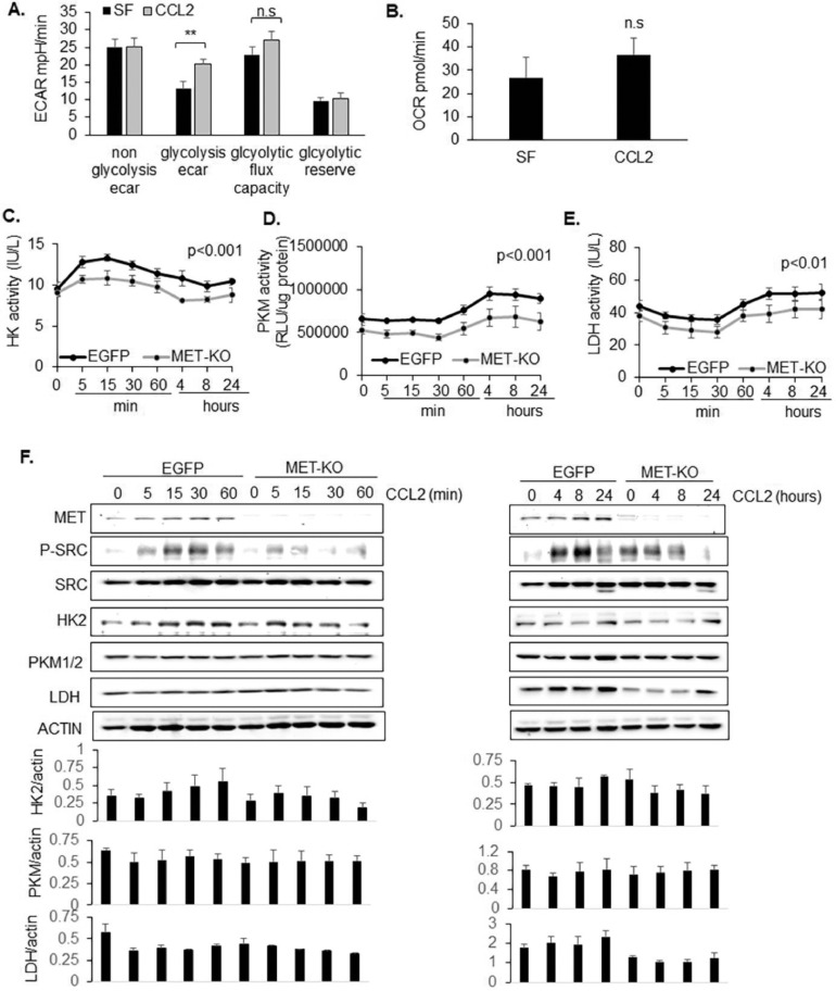 Regulation Of Growth Invasion And Metabolism Of Breast Ductal