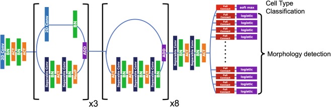 A novel automated image analysis system using deep convolutional neural networks can assist to ...