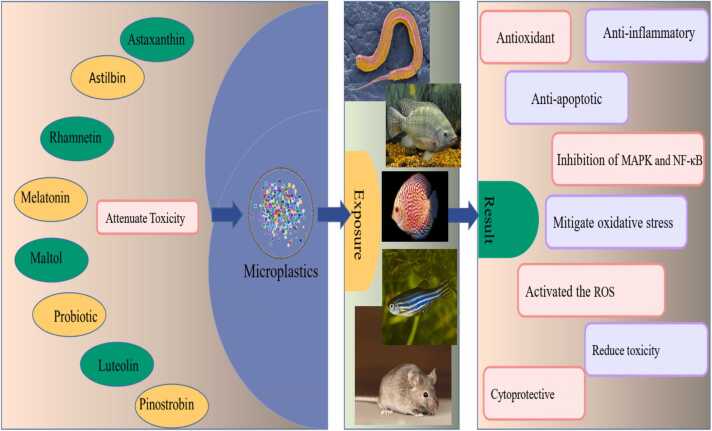 Micro- and nanoplastic toxicity in humans: Exposure pathways, cellular effects, and mitigation ...