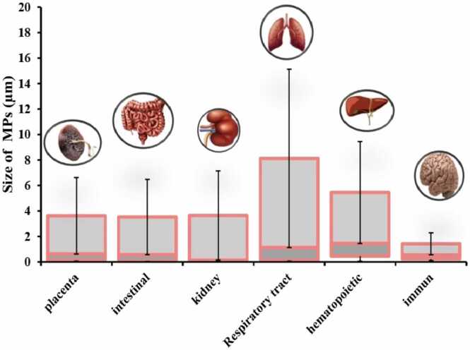 Micro- and nanoplastic toxicity in humans: Exposure pathways, cellular effects, and mitigation ...