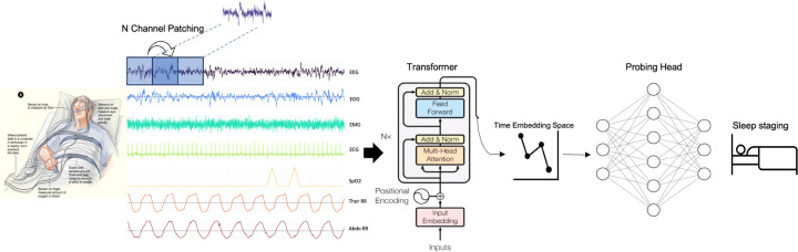 A foundational transformer leveraging full night, multichannel sleep ...