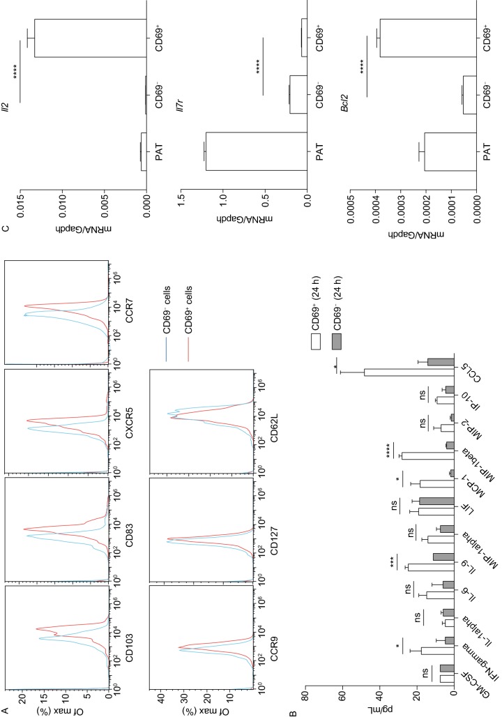 Contact-dependent delivery of IL-2 by dendritic cells to CD4 T cells in the contraction phase ...