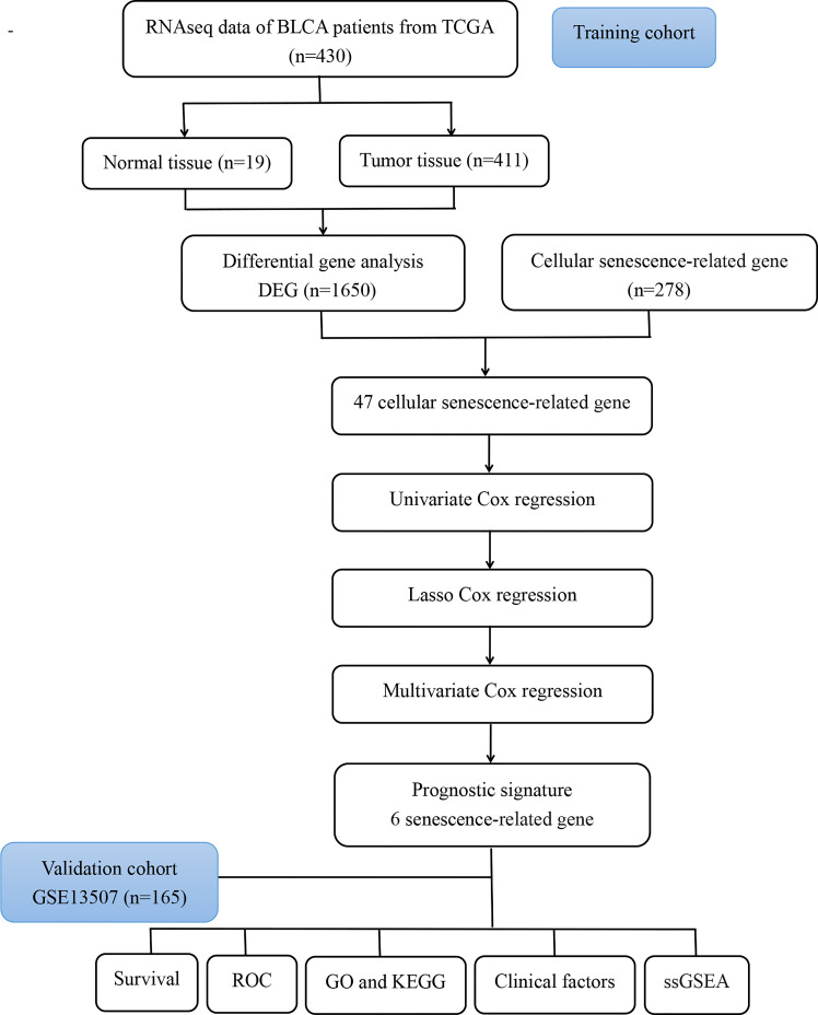 A Novel Prognostic Model Based On Cellular Senescence Related Gene