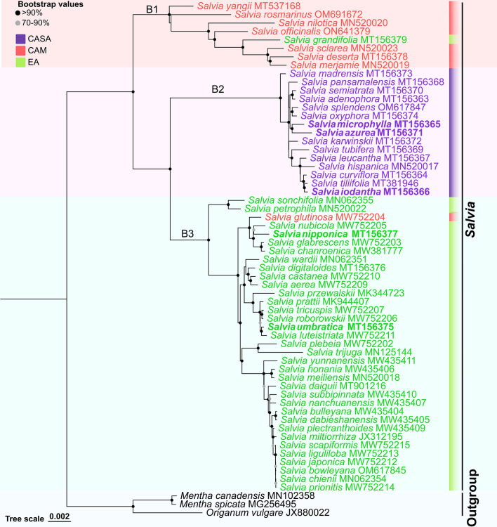 Comparative and phylogenetic analysis of complete chloroplast genome sequences of Salvia ...