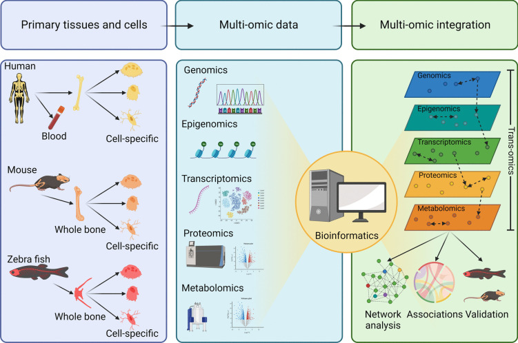 Bone Trans-omics: Integrating Omics to Unveil Mechanistic Molecular Networks Regulating Bone ...