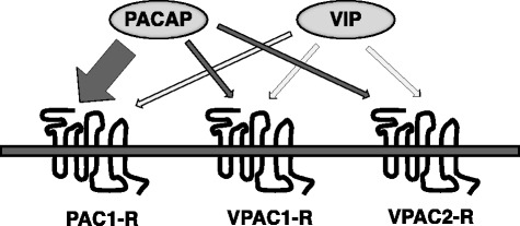 Discovery of PACAP and its receptors in the brain - PMC