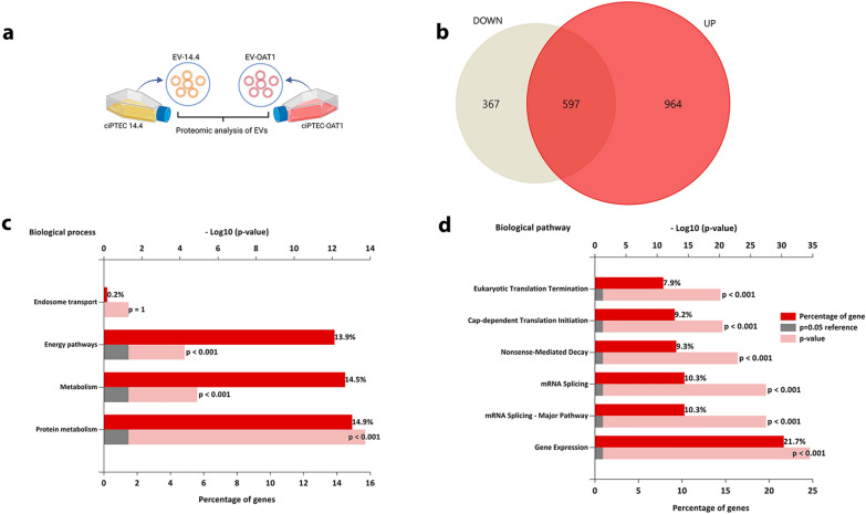 Differentiated kidney tubular cell-derived extracellular vesicles enhance maturation of ...