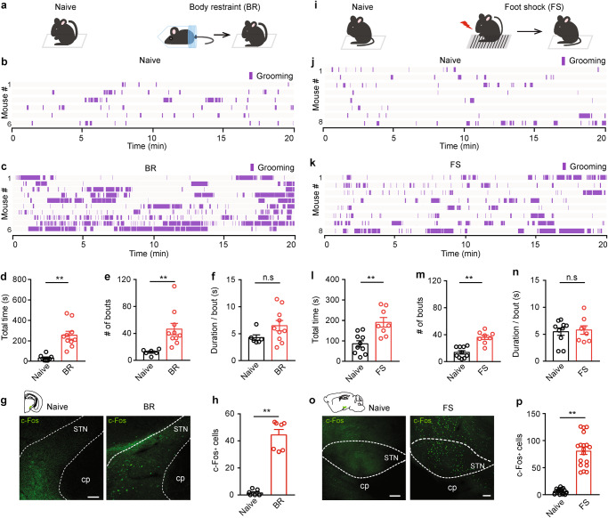 A subthalamo-parabrachial glutamatergic pathway is involved in stress-induced self-grooming in ...