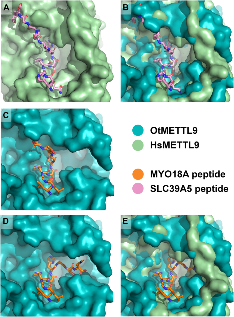 Orthologues of the human protein histidine methyltransferase METTL9 display distinct substrate ...