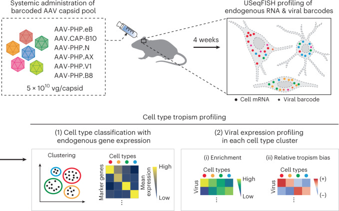 Spatial tropism profiling of AAV vectors by ultrasensitive sequential FISH in tissue - PMC