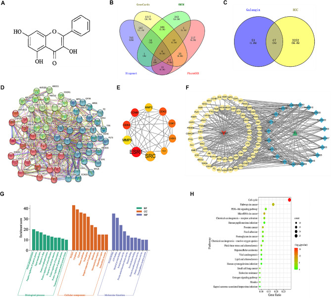 Integrating network pharmacology, bioinformatics, and experimental validation to unveil the ...