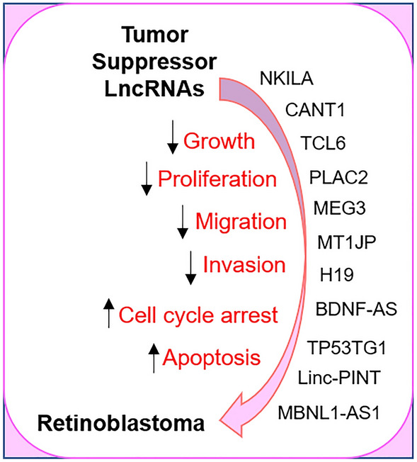 Long non-coding RNAs involved in retinoblastoma - PMC
