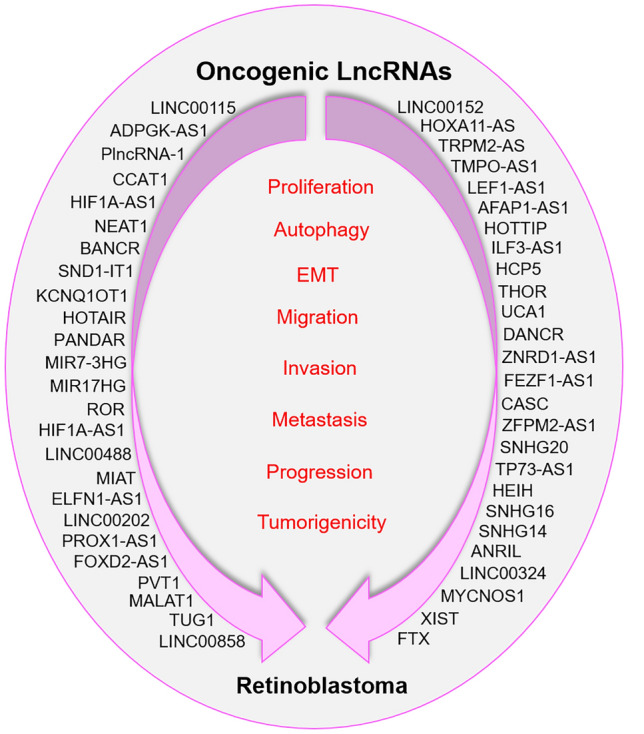 Long non-coding RNAs involved in retinoblastoma - PMC