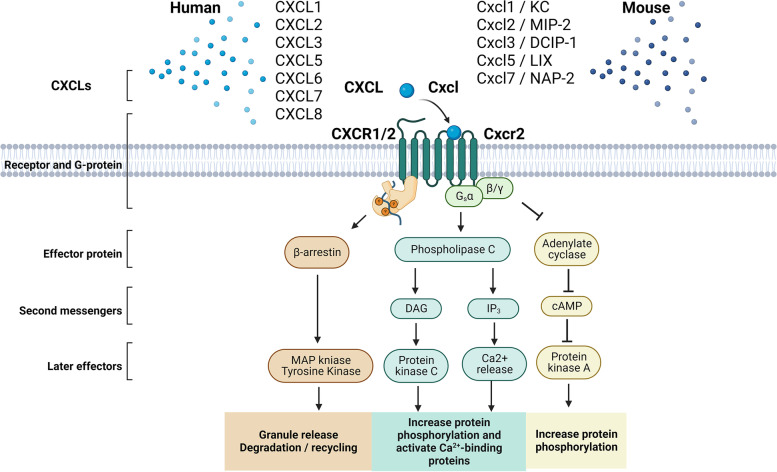 The immunological function of CXCR2 in the liver during sepsis - PMC