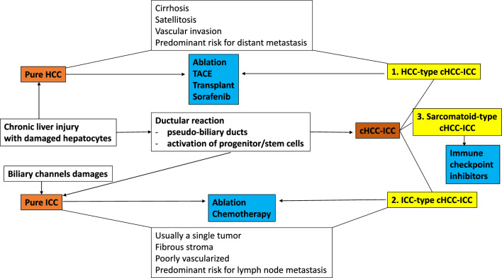 Combined hepatocellular-cholangiocarcinoma: from genesis to molecular pathways and therapeutic ...