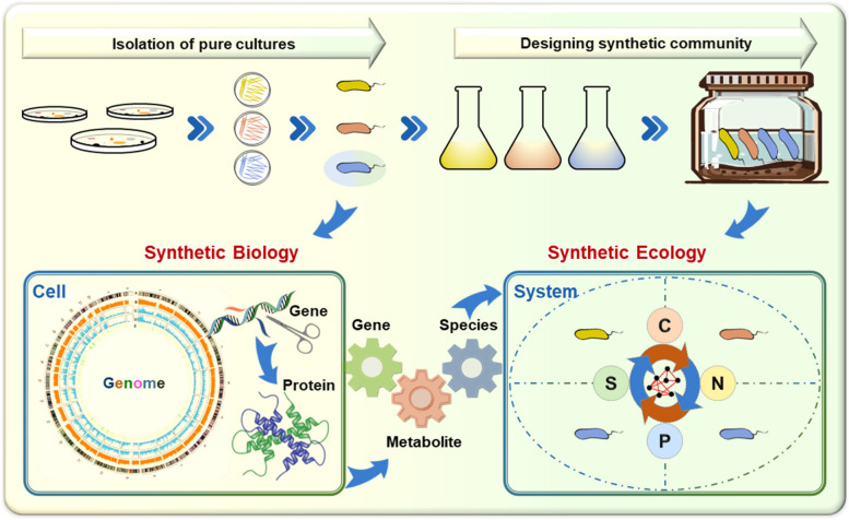Microbial biotechnology: from synthetic biology to synthetic ecology - PMC