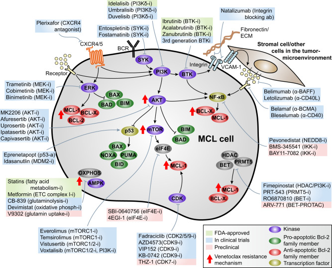 Tipping the balance: toward rational combination therapies to overcome venetoclax resistance in ...