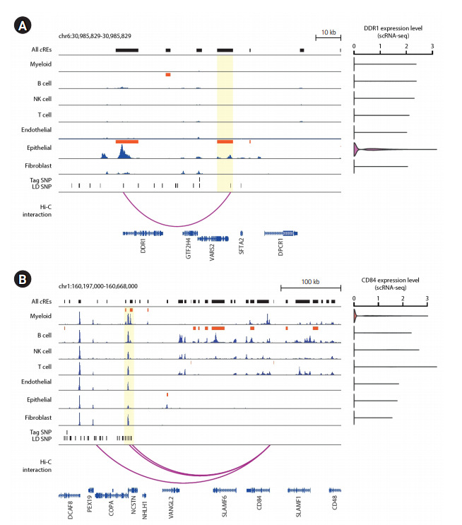 Functional annotation of lung cancer‒associated genetic variants by cell type‒specific epigenome ...