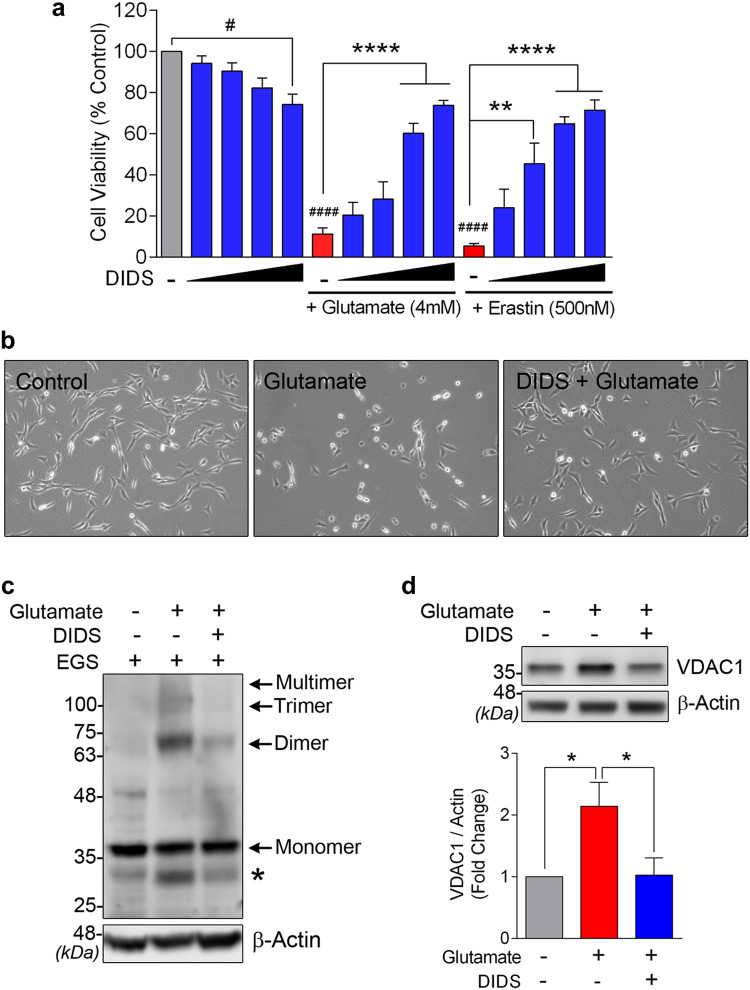 Inhibition of VDAC1 Protects Against Glutamate-Induced Oxytosis and Mitochondrial Fragmentation ...
