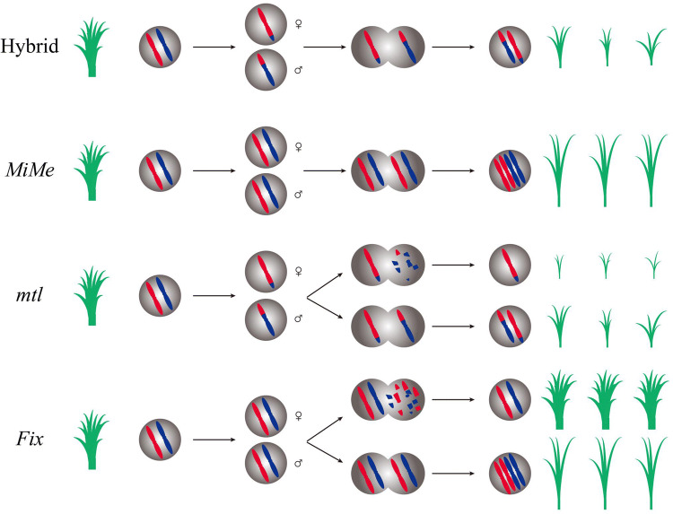 Fixation of hybrid vigor in rice: synthetic apomixis generated by genome editing - PMC