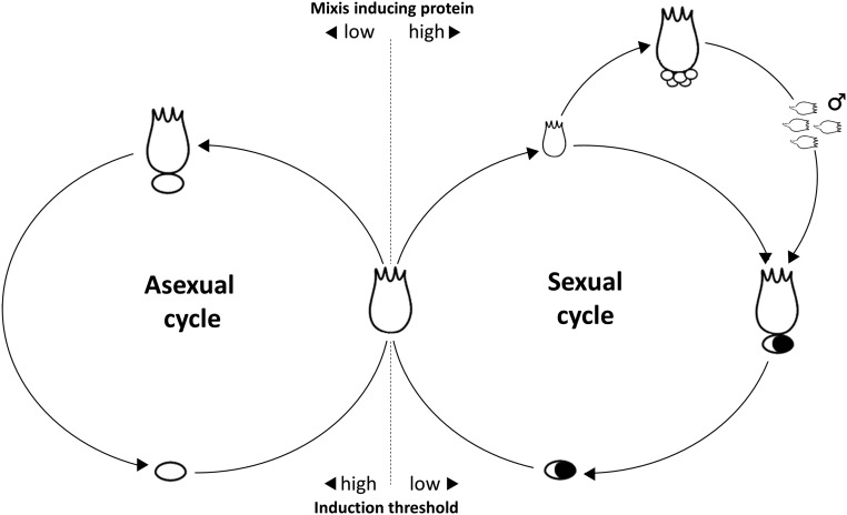 Higher Rates Of Sex Evolve During Adaptation To More Complex