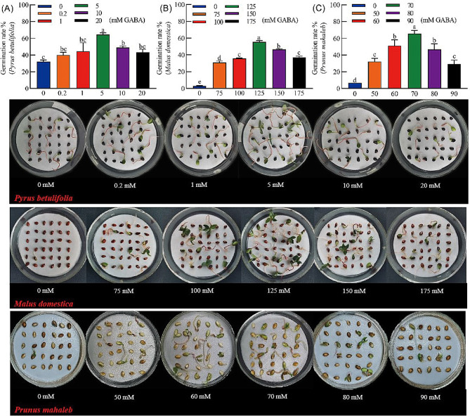 Gamma-aminobutyric acid (GABA) releases seed dormancy by orchestrating abscisic acid and ...