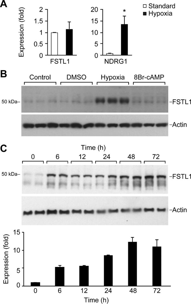 The expression and post-transcriptional regulation of FSTL1 transcripts in placental ...