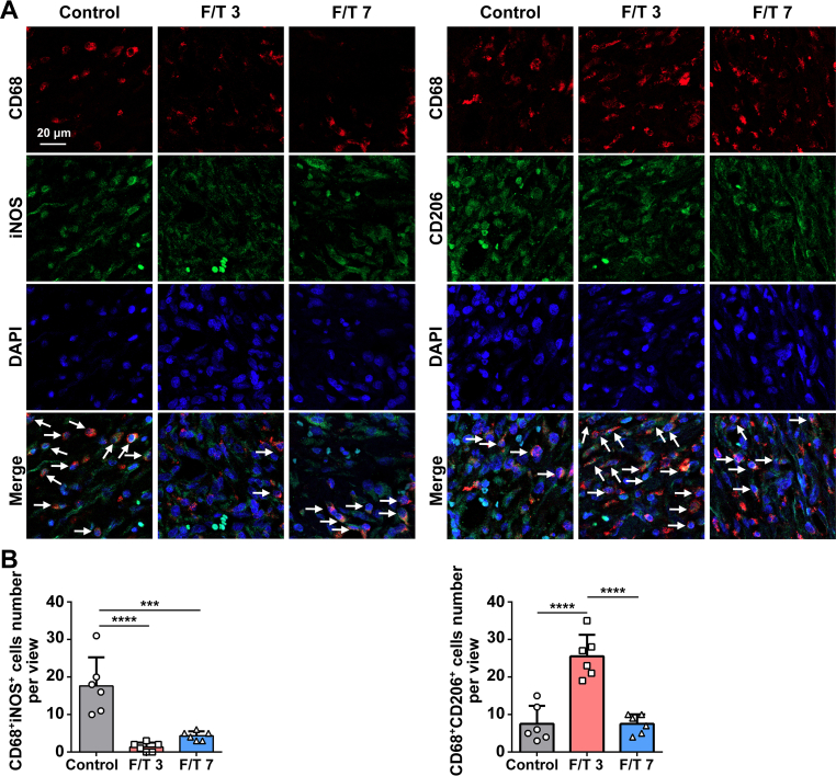 Tailoring the multiscale mechanics of tunable decellularized extracellular matrix (dECM) for ...