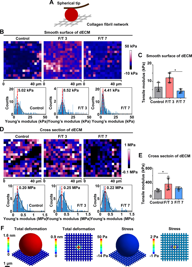 Tailoring the multiscale mechanics of tunable decellularized extracellular matrix (dECM) for ...