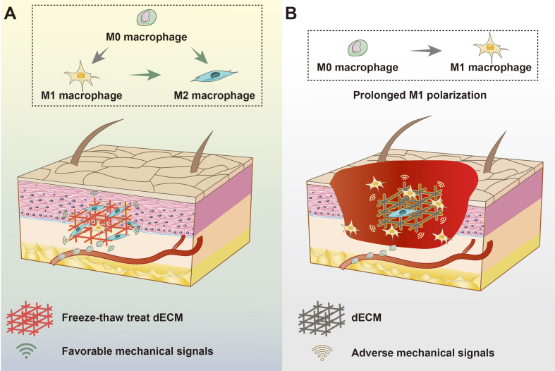 Tailoring the multiscale mechanics of tunable decellularized extracellular matrix (dECM) for ...