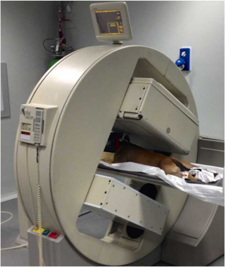 Imaging techniques in veterinary medicine. Part II: Computed tomography ...